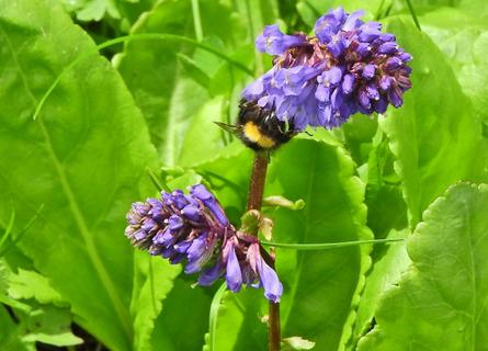 13: Die Wulfenia